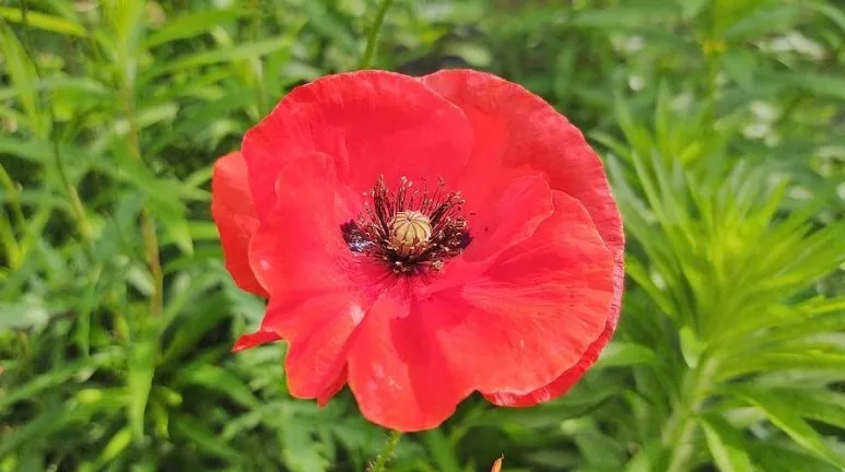 Poppy1 - Nice-Webb Galleries