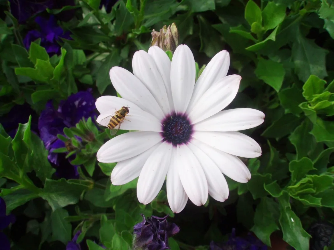 Cape Daisy - Nice-Webb Galleries